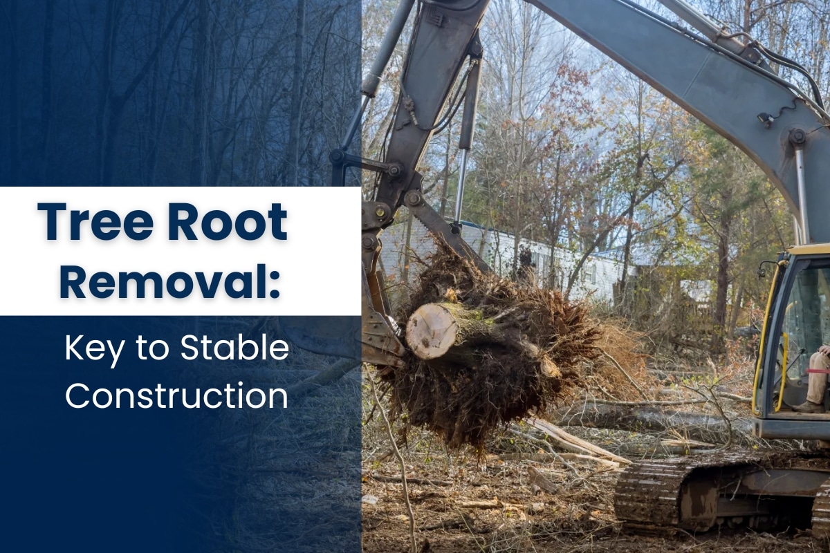 How Tree Root Removal Impacts Site Preparation and Future Construction ...